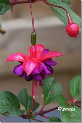 'Dollar Princess' (Dollarprinsessen) | Wenches Fuchsia